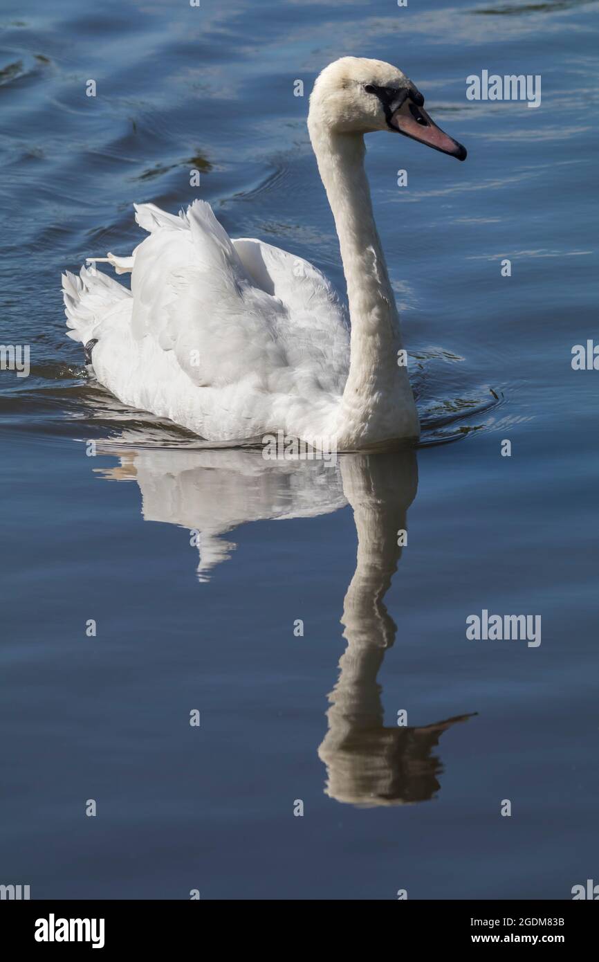 Backwell lake nature reserve hi-res stock photography and images - Alamy