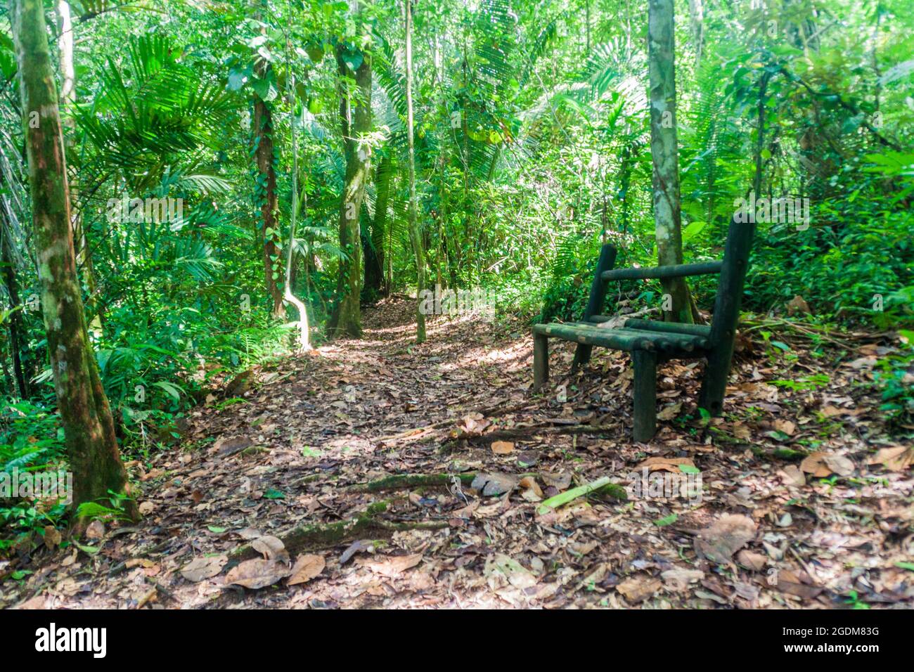 Hiking trail with a bench in Cockscomb Basin Wildlife Sanctuary, Belize ...