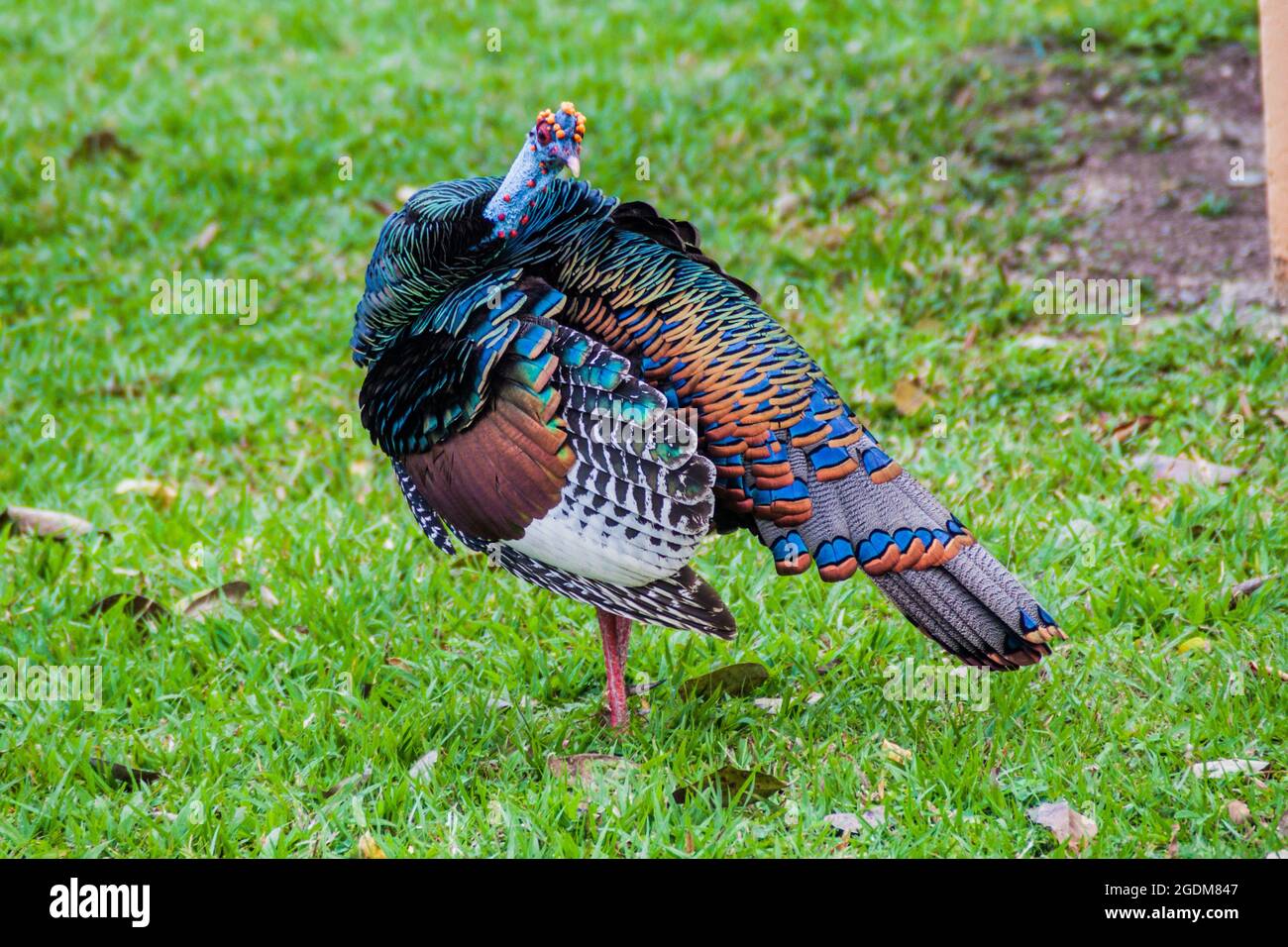 Ocellated turkey Meleagris ocellata in Guatemala, near Tikal ruins ...