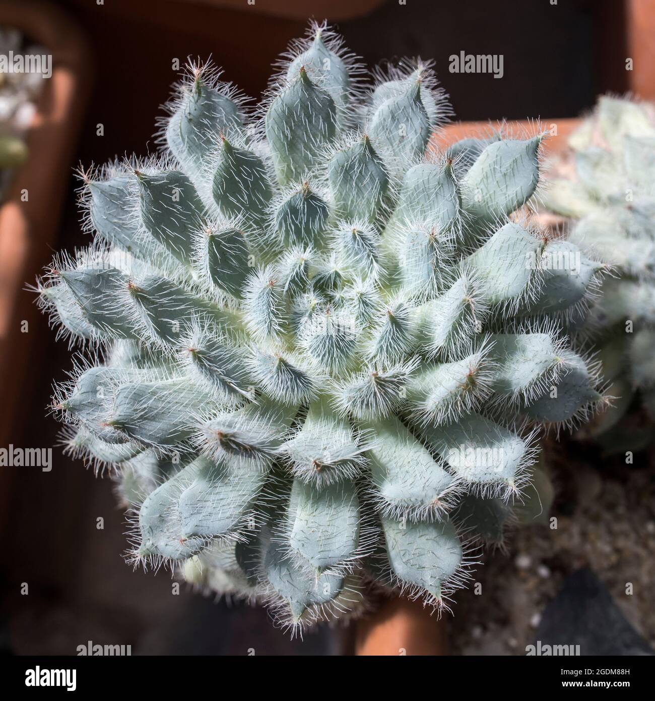 Mexican firecracker echeveria setosa hi-res stock photography and images - Alamy