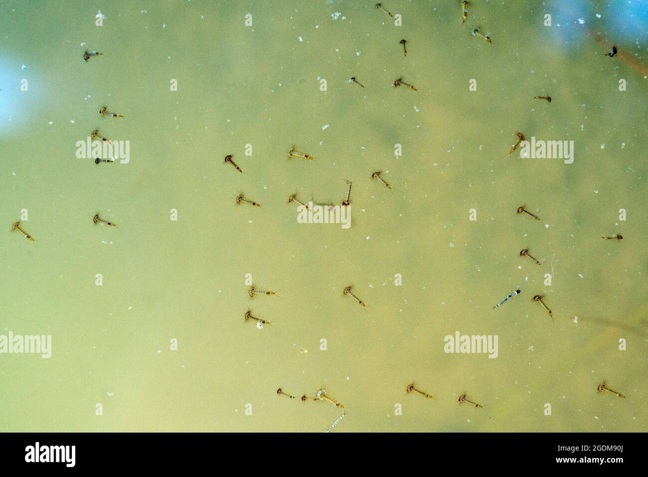 Mosquito Larvae In Pool