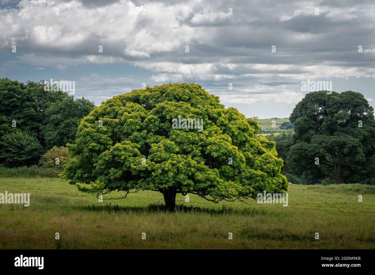 A solitary oak tree at Wallington Hall, UK Stock Photo - Alamy