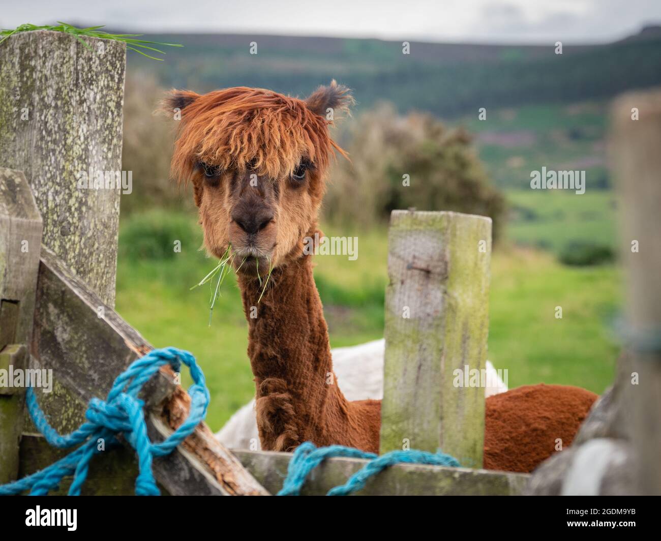 Curious alpaca in Northumberland Stock Photo - Alamy