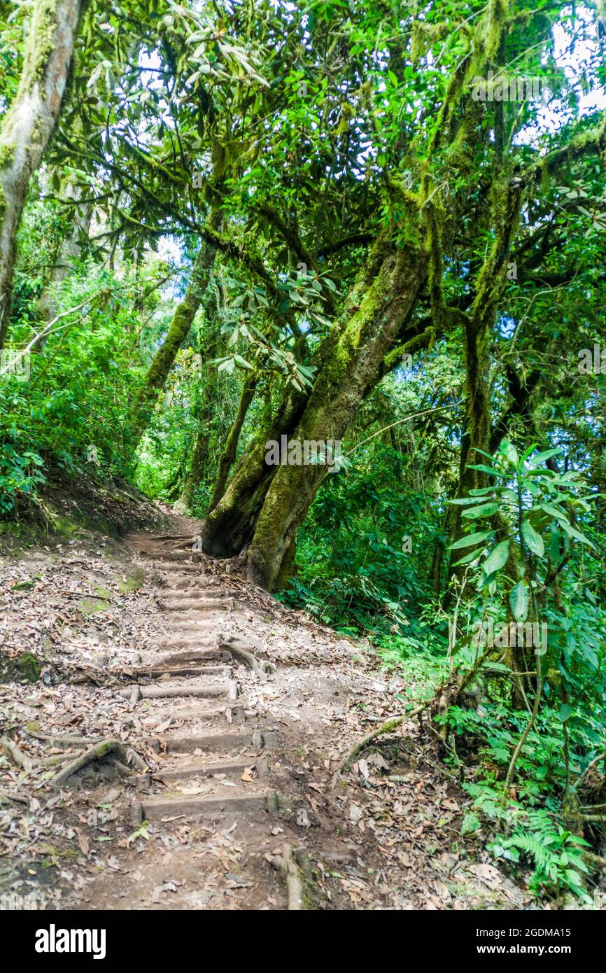 Trail through cloud forest covering San Pedro volcano, Guatemala Stock ...