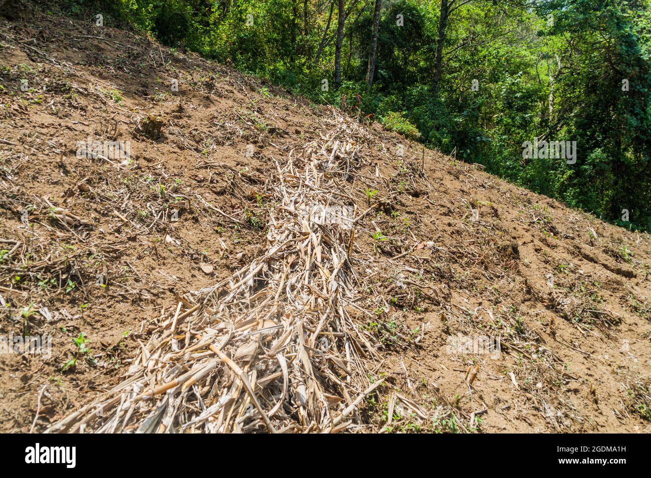 Corn field at a slope of San Pedro volcano, Guatemala Stock Photo - Alamy