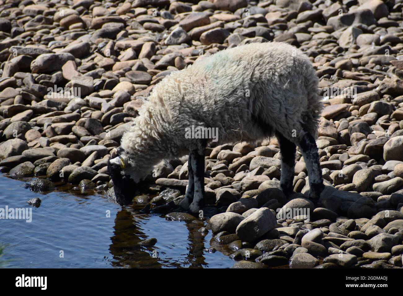 Sheep drinking from river hi-res stock photography and images - Alamy