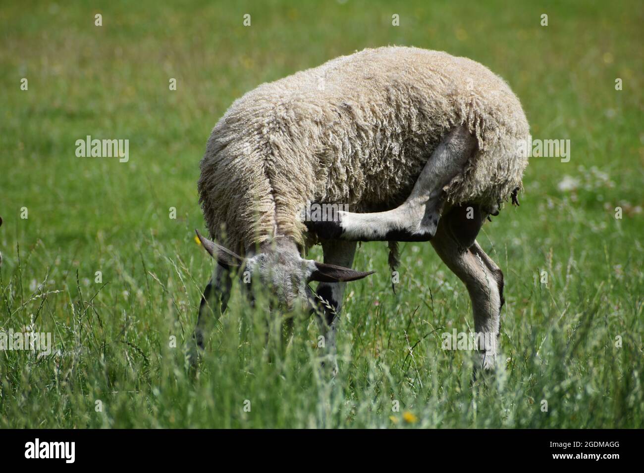 Sheep scratching its ear Stock Photo - Alamy