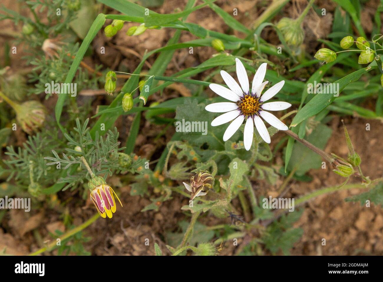 White flower of a Dimorphotheca sp. seen in natural habitat close to ...