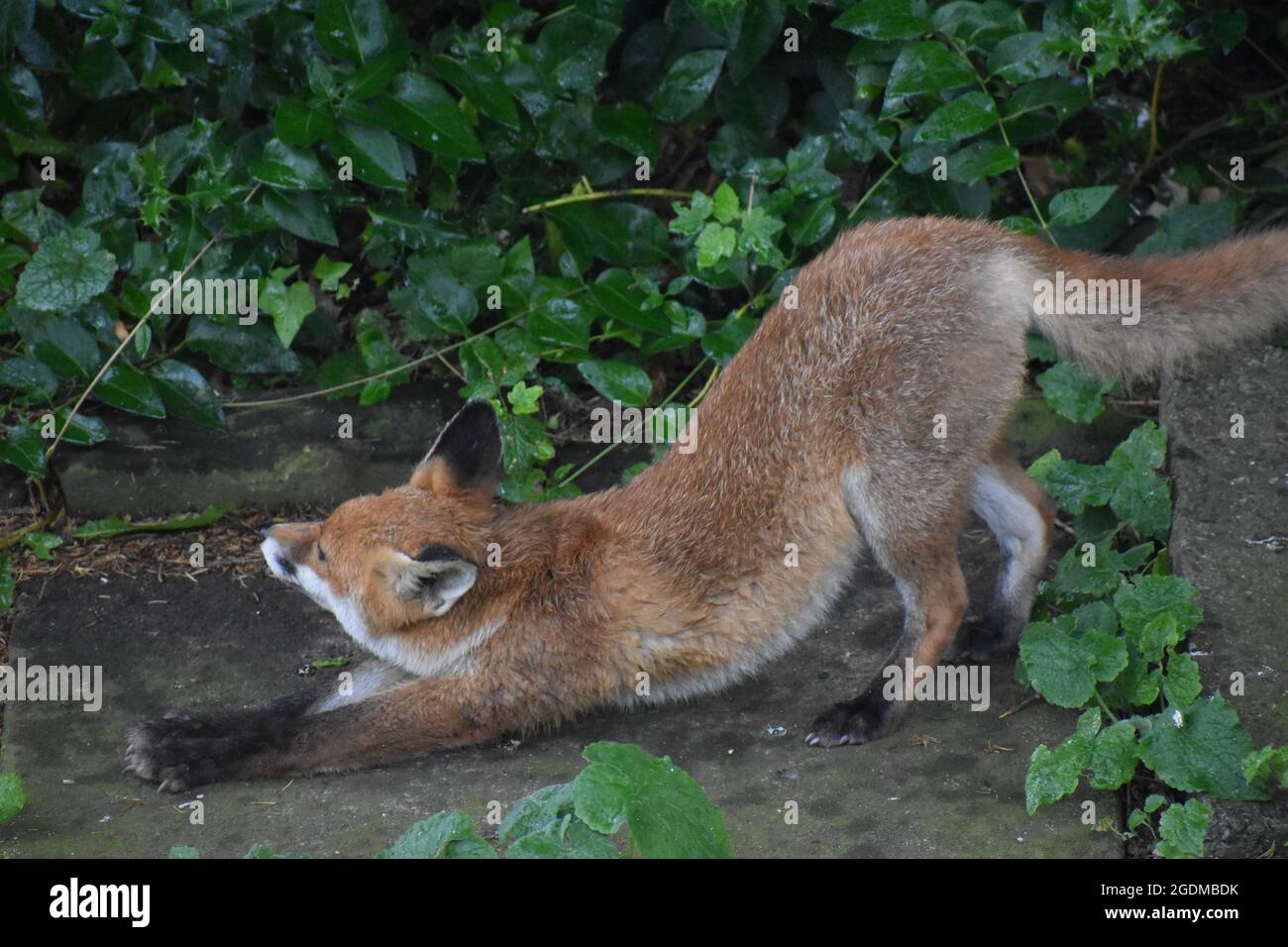 Stretching fox hi-res stock photography and images - Alamy