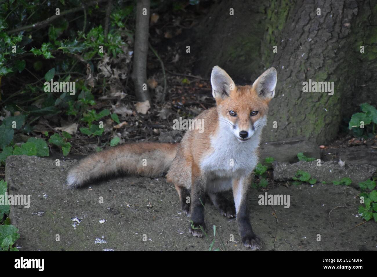 Stretching fox hi-res stock photography and images - Alamy