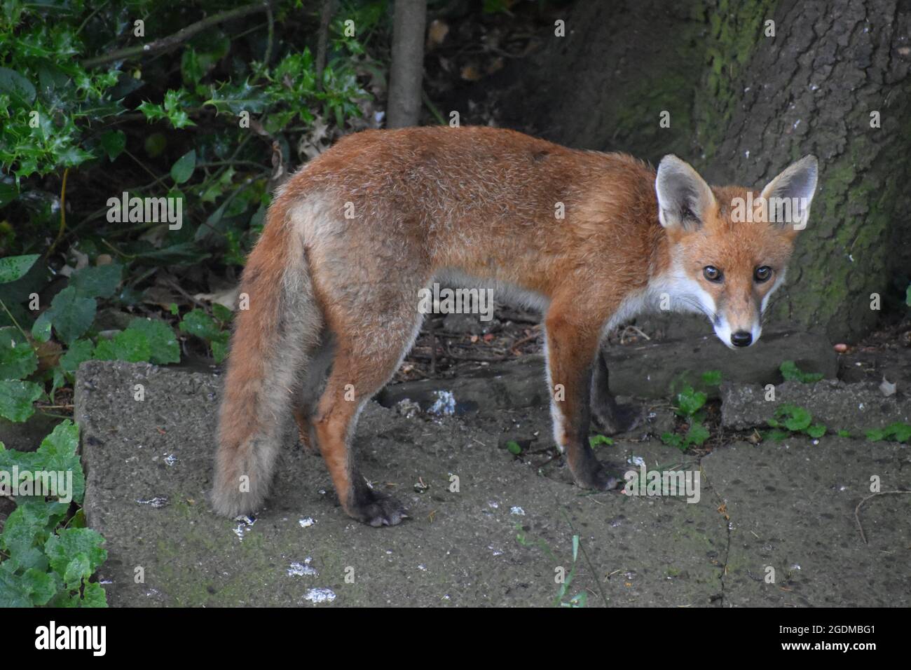 Fox stretching hi-res stock photography and images - Alamy