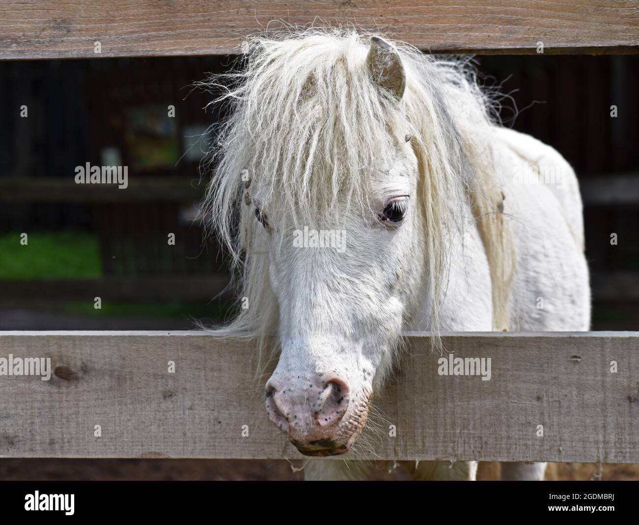 Little white pony standing near the fence Stock Photo - Alamy