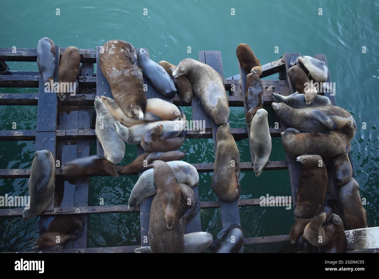 Seals on the Pier Stock Photo - Alamy