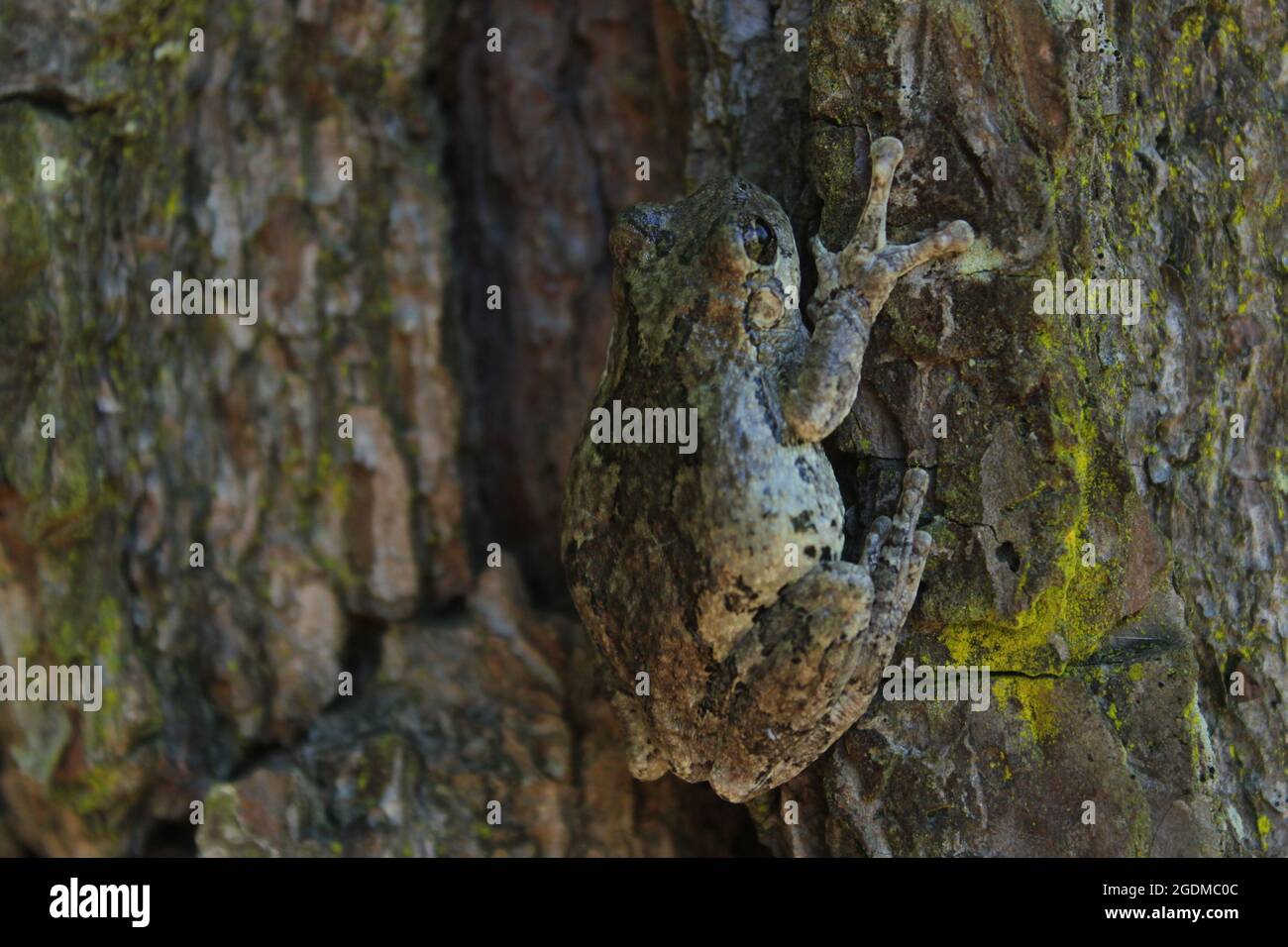 Gray Tree Frog Hyla chrysoscelis on pine tree in East Texas Stock Photo ...