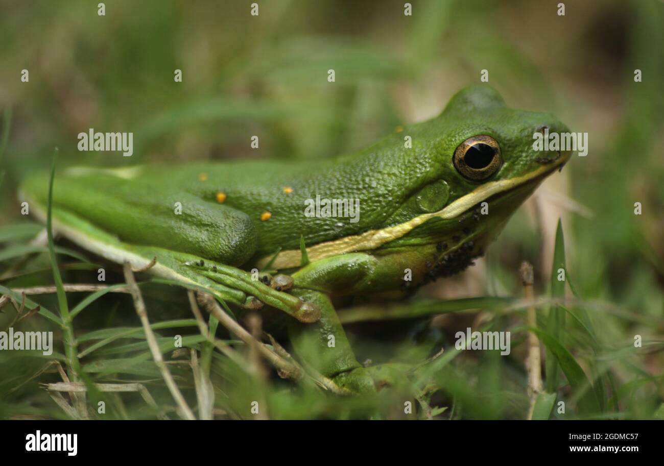 American Green Tree Frog Hyla cinerea Stock Photo - Alamy