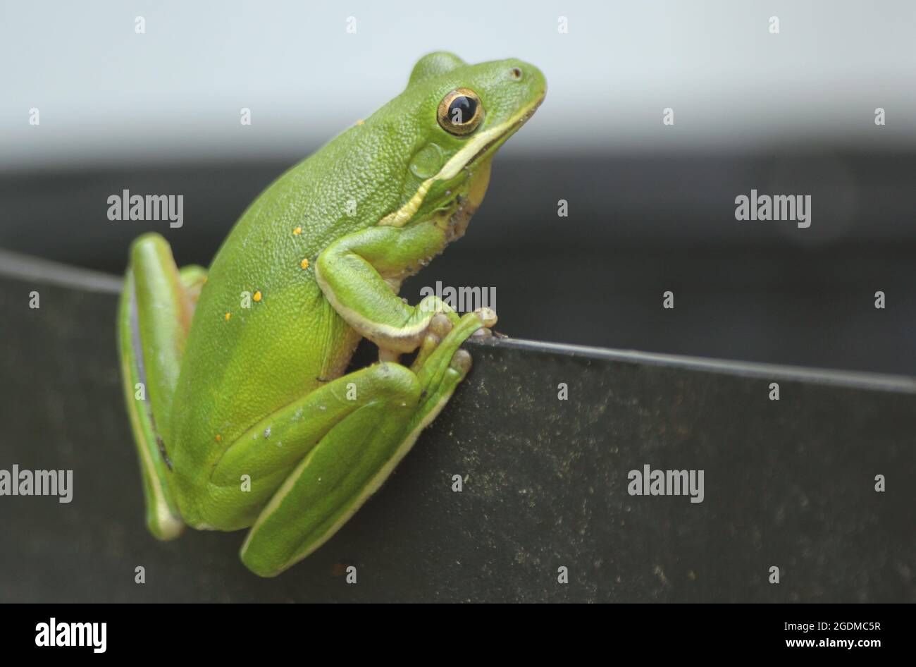Louisiana green tree frog hi-res stock photography and images - Alamy