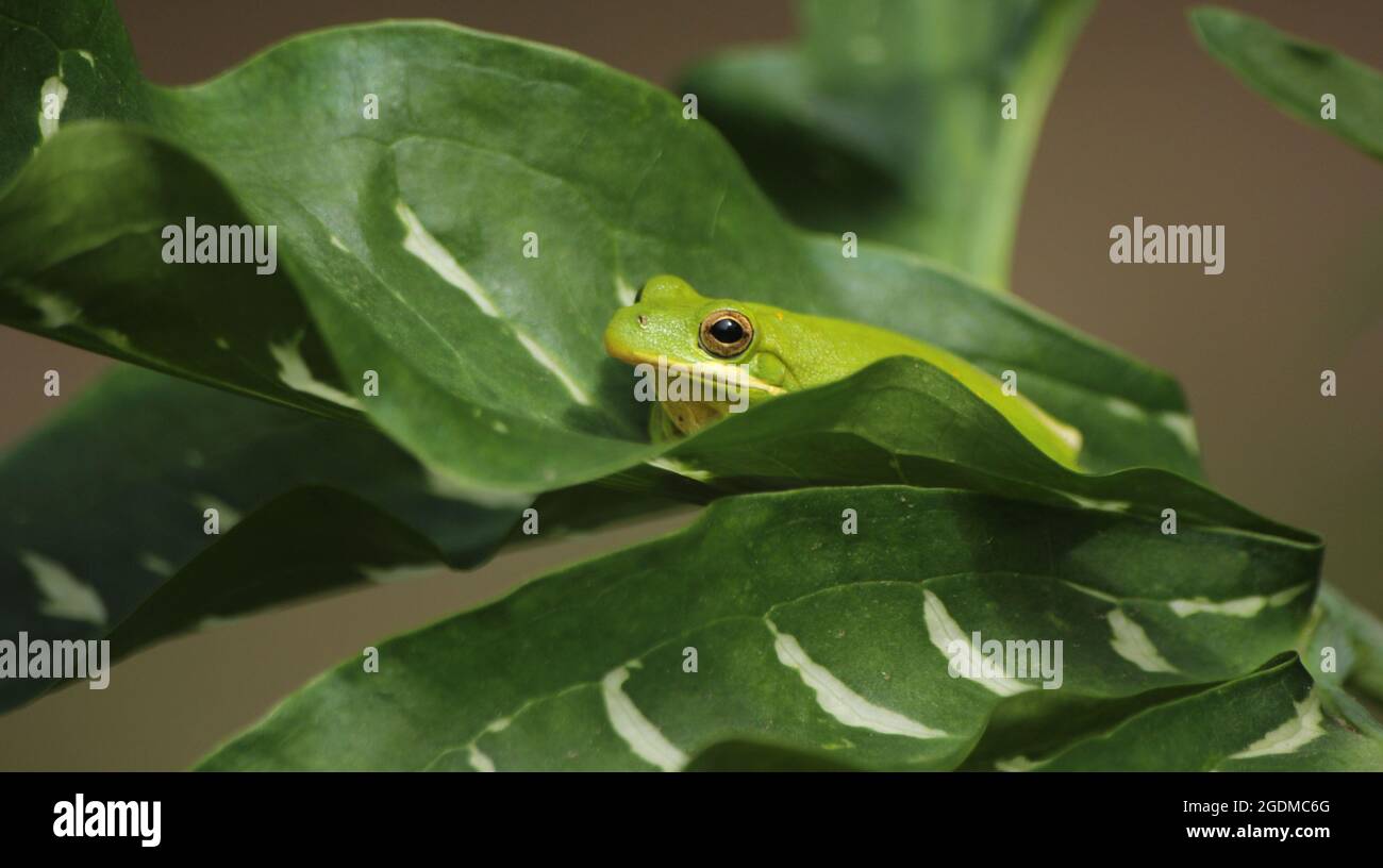 American Green Tree Frog Hyla cinerea Stock Photo - Alamy