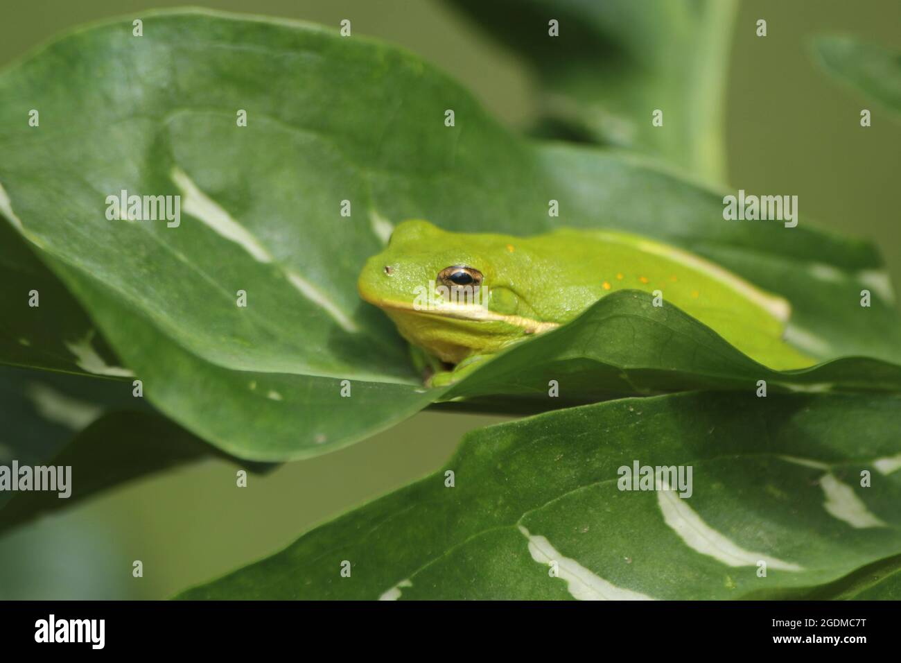 American Green Tree Frog Hyla cinerea Stock Photo - Alamy