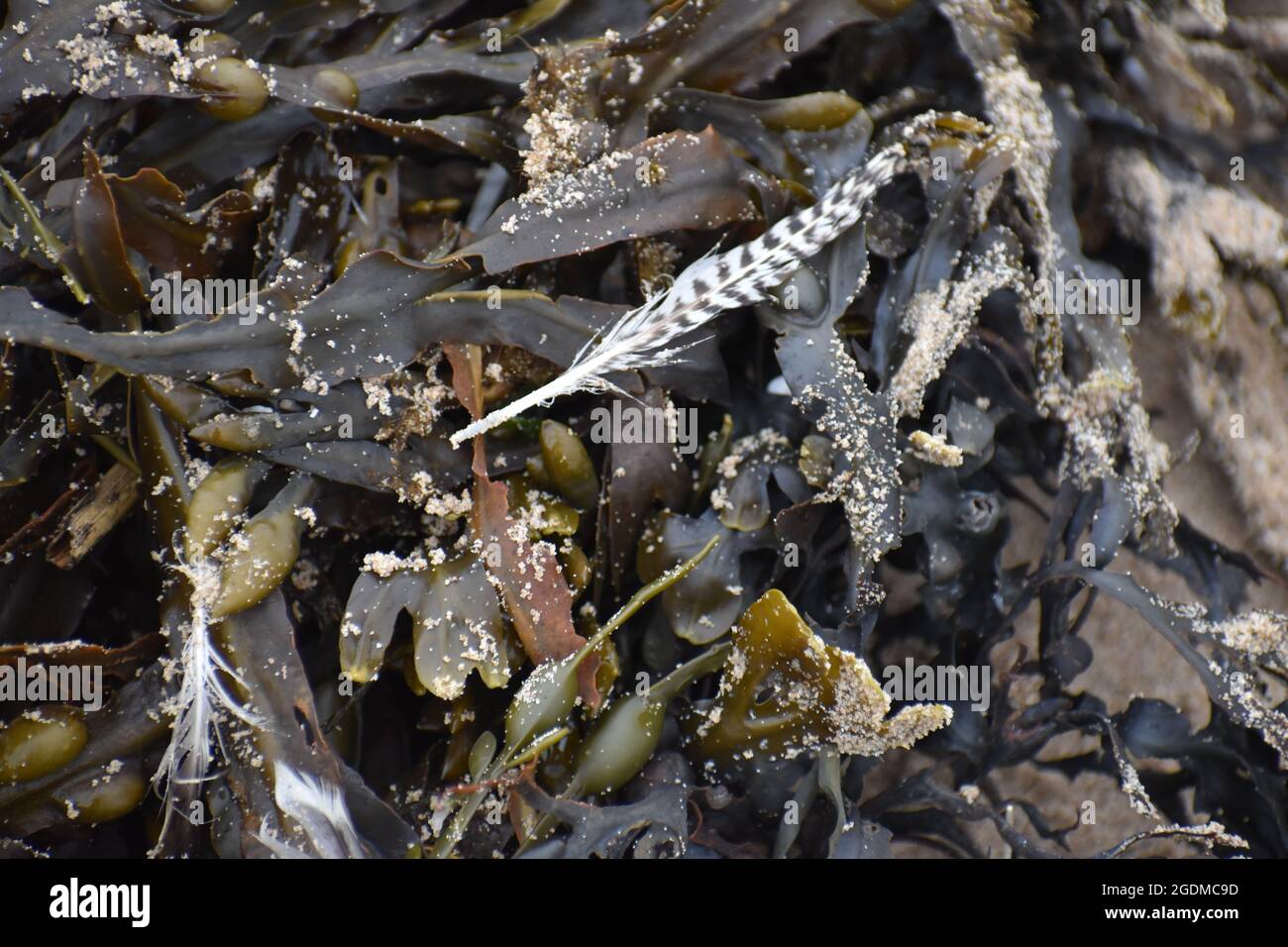Seaweed and feather on the beach Stock Photo - Alamy