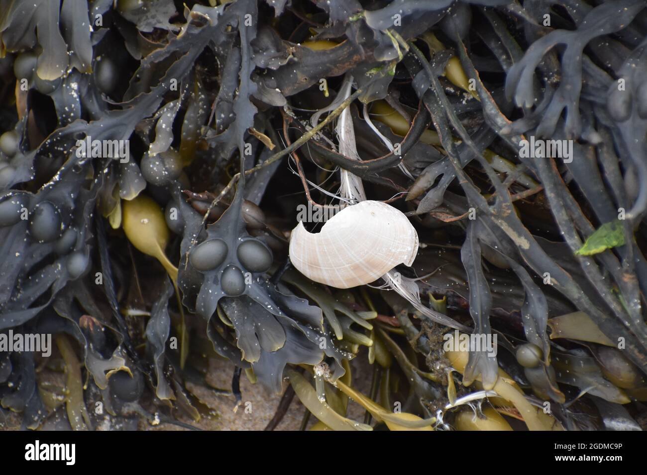 Sea weed beach hi-res stock photography and images - Alamy