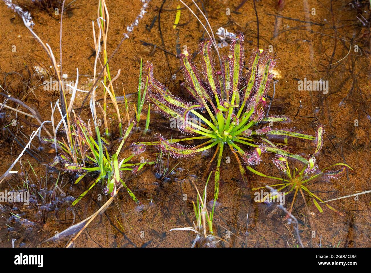 Two plants of Drosera capensis in natural habitat close to Ceres in the ...
