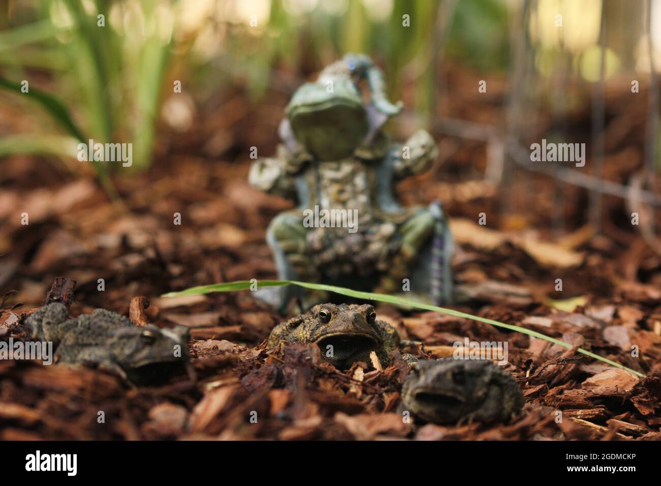 Texas Toads - Anaxyrus speciosus - With Statue of Frog King in ...