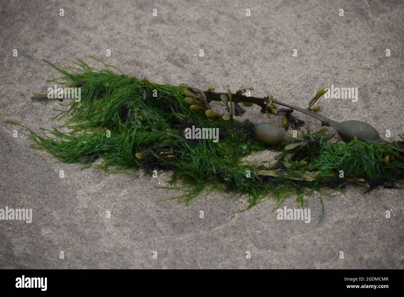 Seaweed on a sandy beach Stock Photo - Alamy