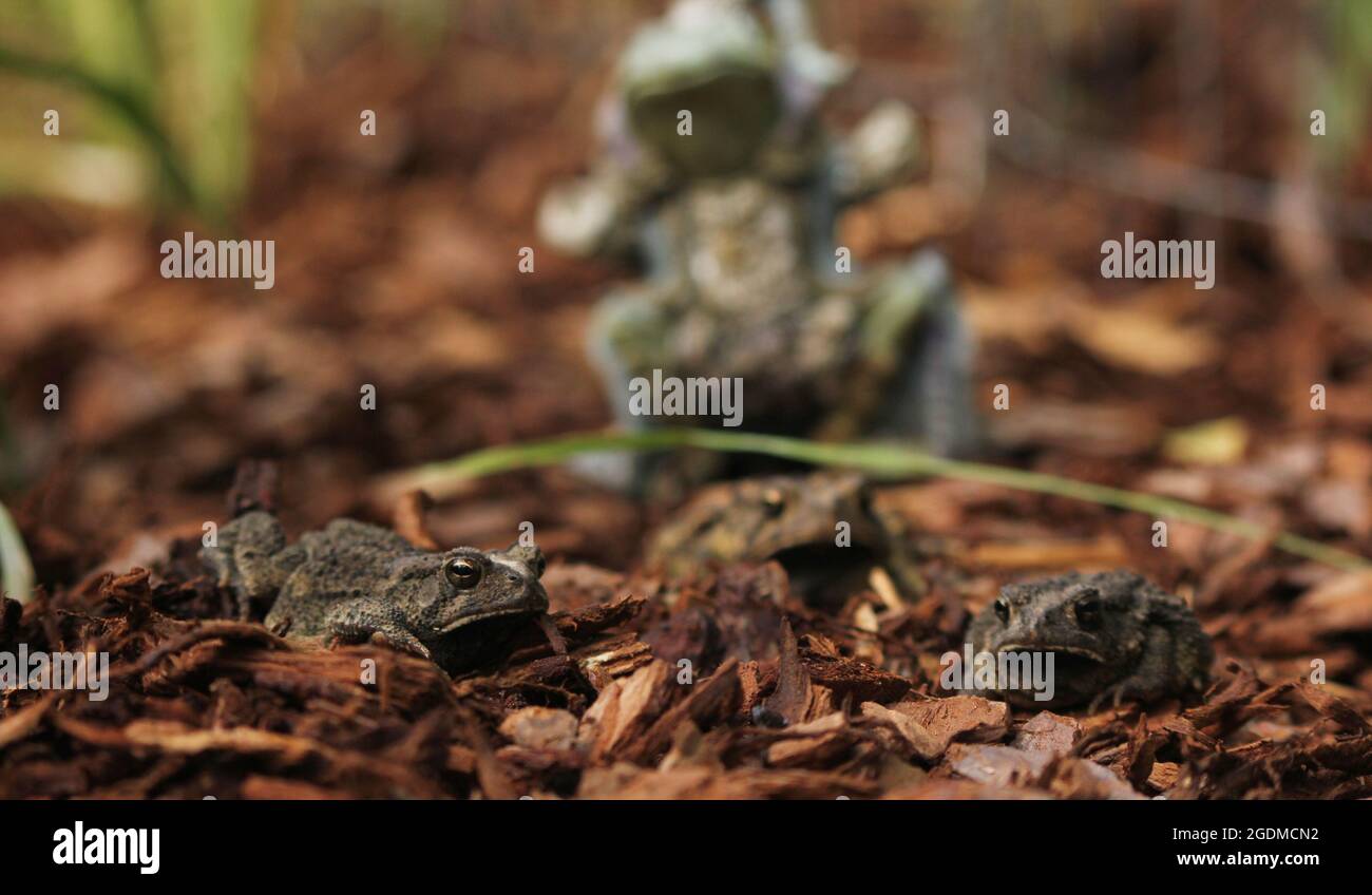 Texas Toads - Anaxyrus speciosus - With Statue of Frog King in ...