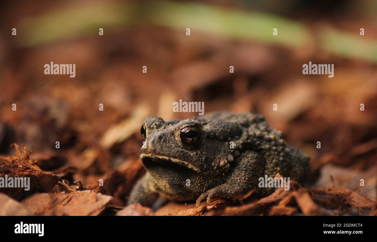 Texas toad hi-res stock photography and images - Alamy
