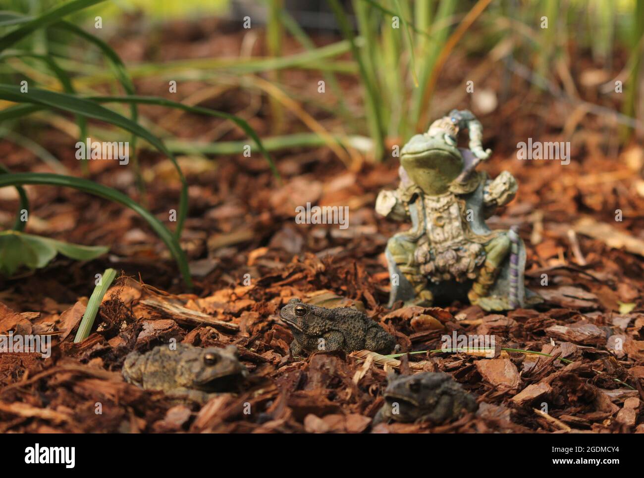 Texas Toads - Anaxyrus speciosus - With Statue of Frog King in ...