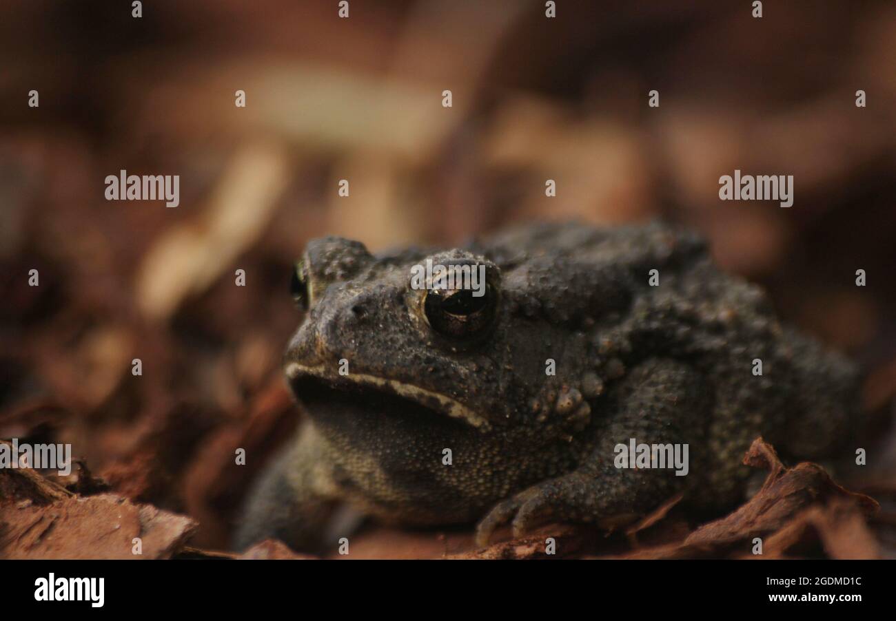 Texas Toad Anaxyrus speciosus in Garden Stock Photo - Alamy