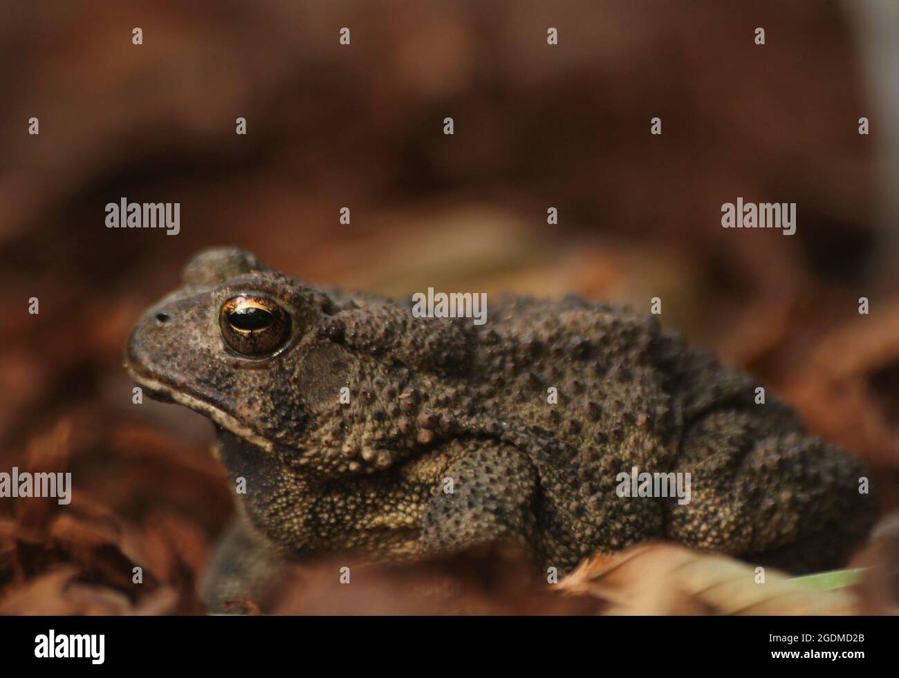 Texas Toad Anaxyrus speciosus in Garden Stock Photo - Alamy