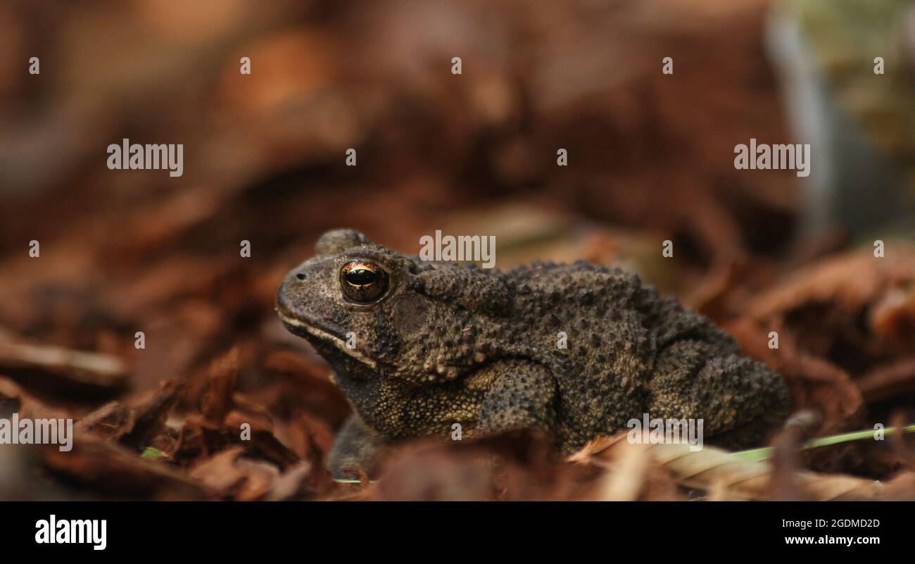 Texas Toad Anaxyrus speciosus in Garden Stock Photo - Alamy
