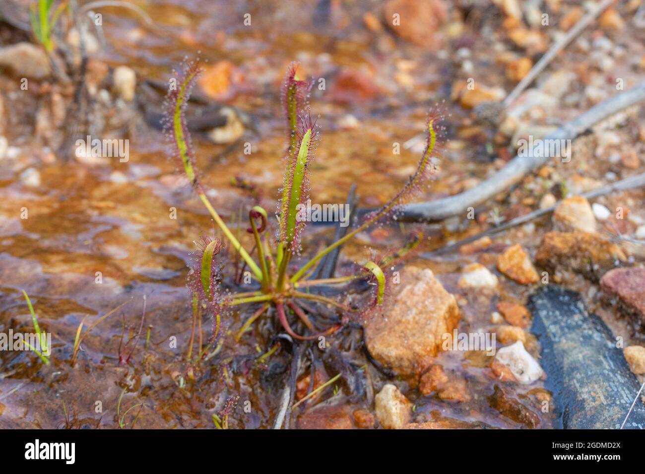 Portrait of the carnivorous plant Drosera capensis in natural habitat ...