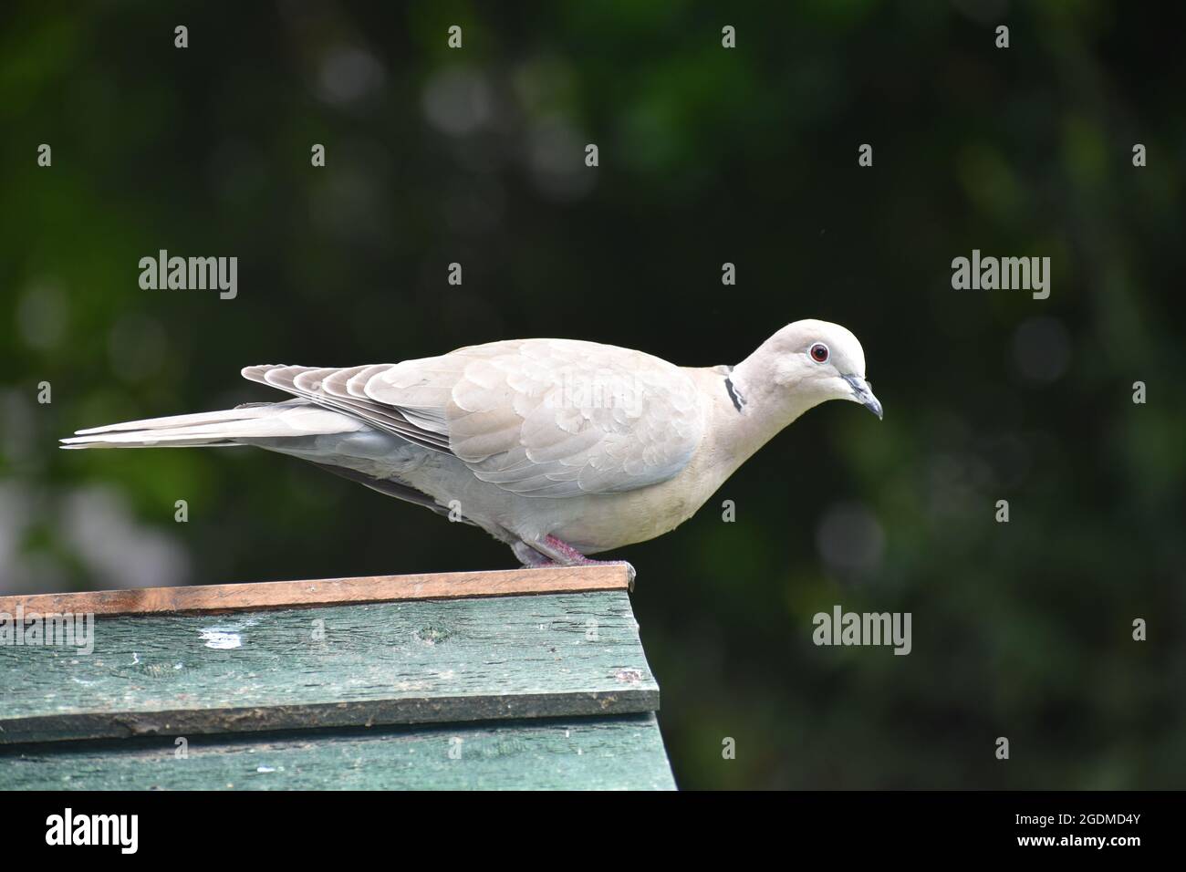 Dove was standing hi-res stock photography and images - Alamy
