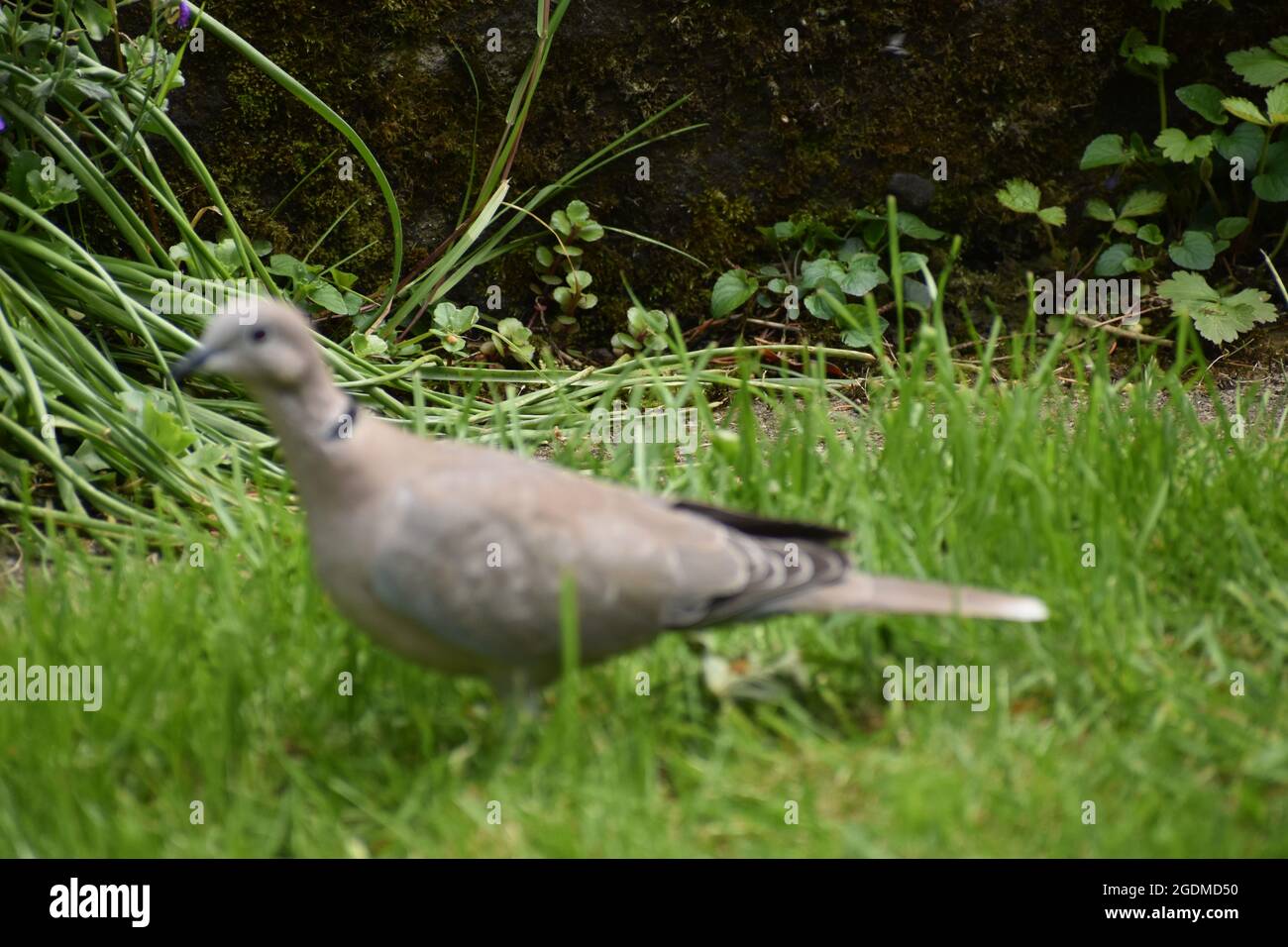 Collard dove bird hi-res stock photography and images - Alamy