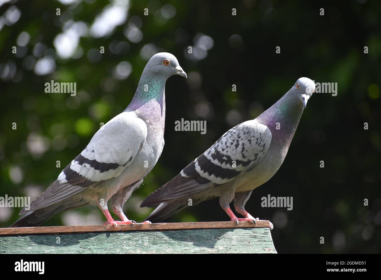Two pigeons standing Stock Photo - Alamy