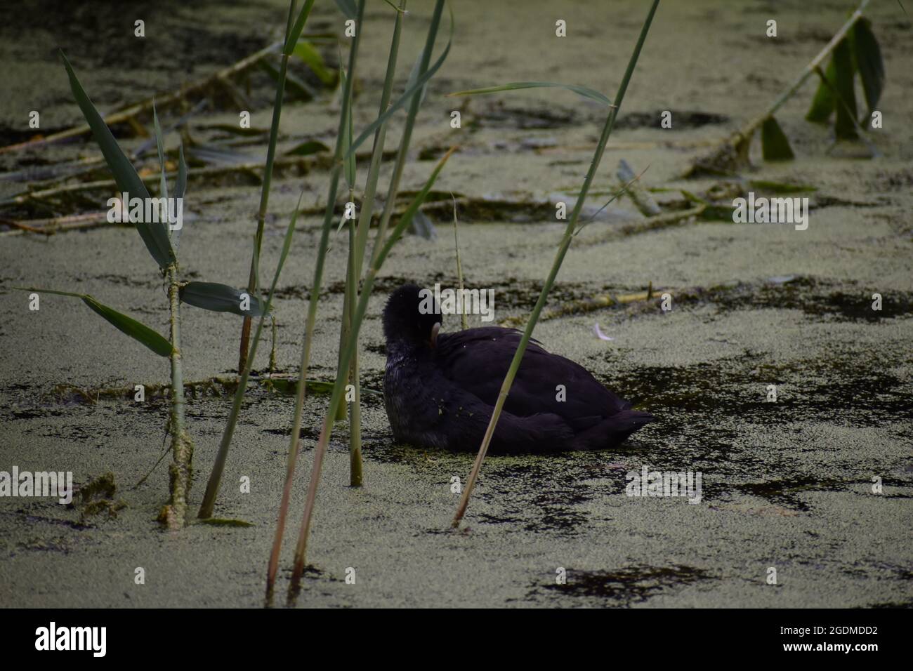 Duckling in water Stock Photo - Alamy