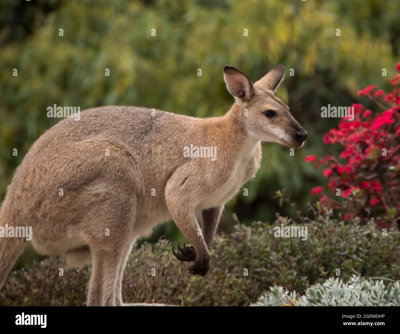 Wild male red-necked wallaby (Macropus rufogriseus) standing in in ...