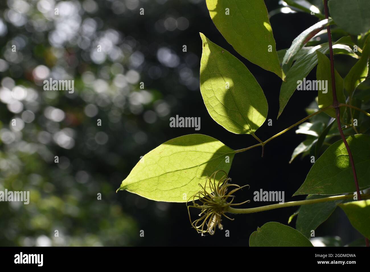 See through transparent hi-res stock photography and images - Alamy