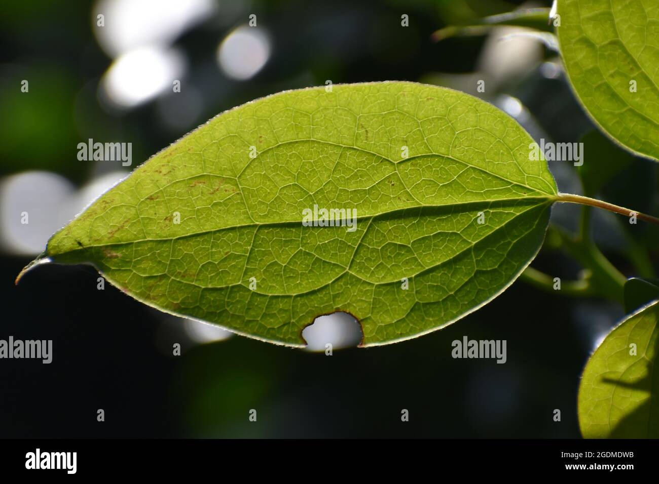 See through transparent hi-res stock photography and images - Alamy