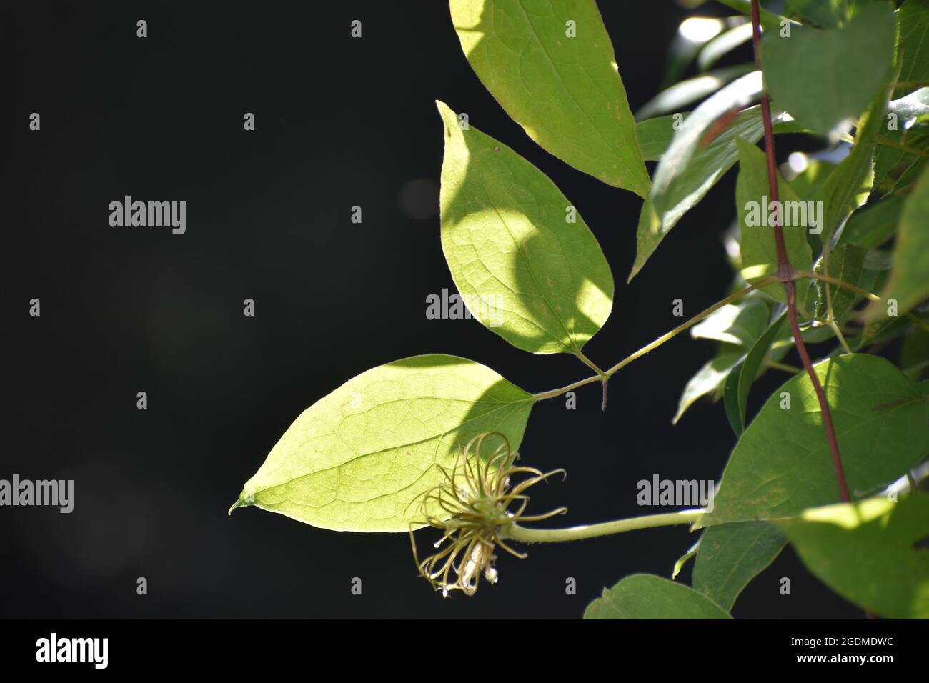 See through transparent hi-res stock photography and images - Alamy