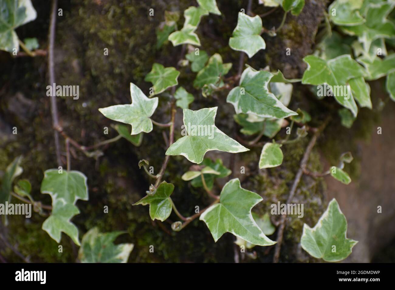 Varied coloured Ivy leaves Stock Photo - Alamy
