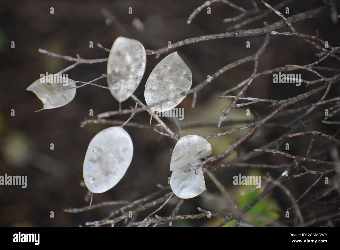 See through transparent hi-res stock photography and images - Alamy