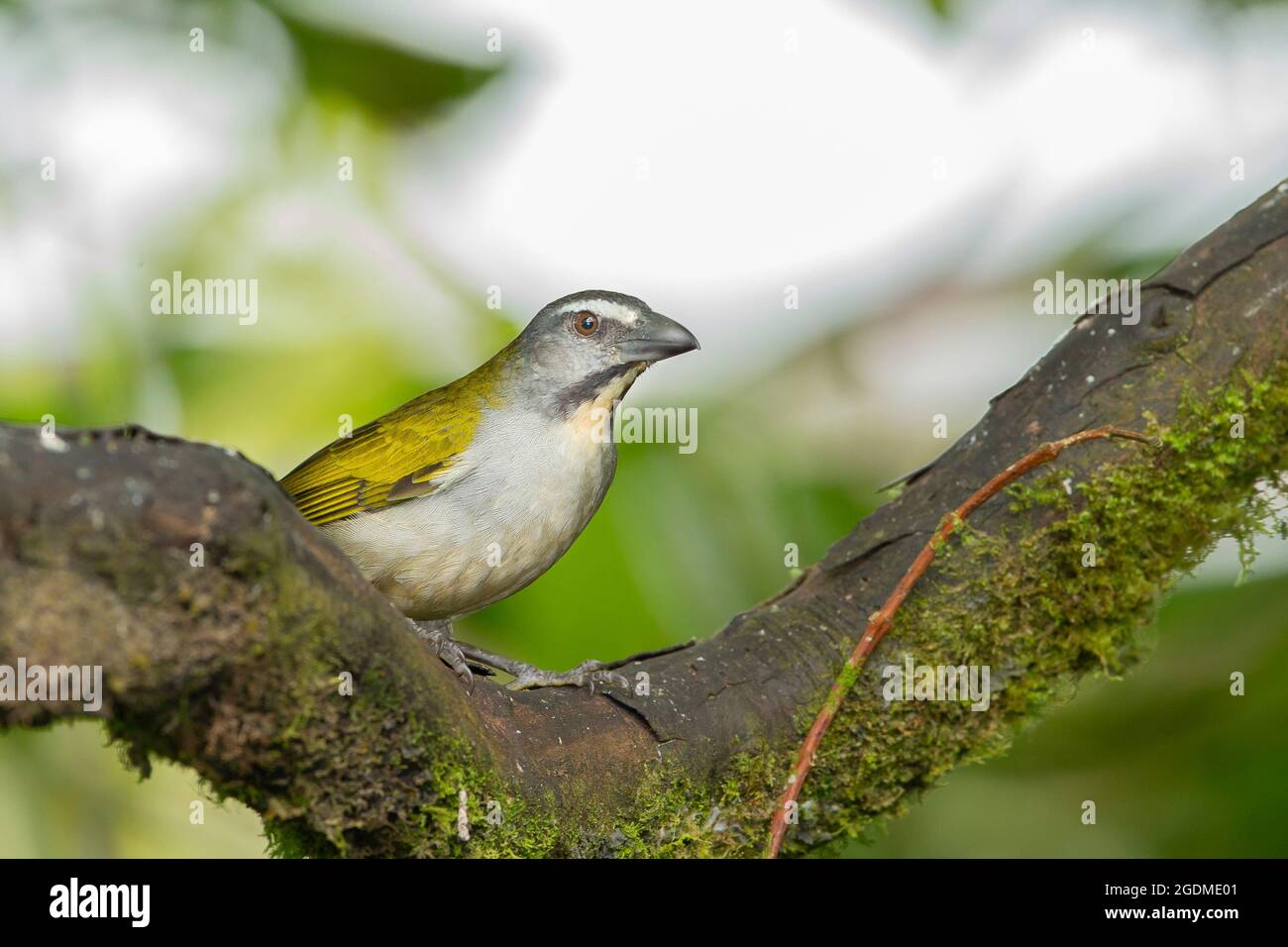 Buff throated saltator saltator maximus hi-res stock photography and ...