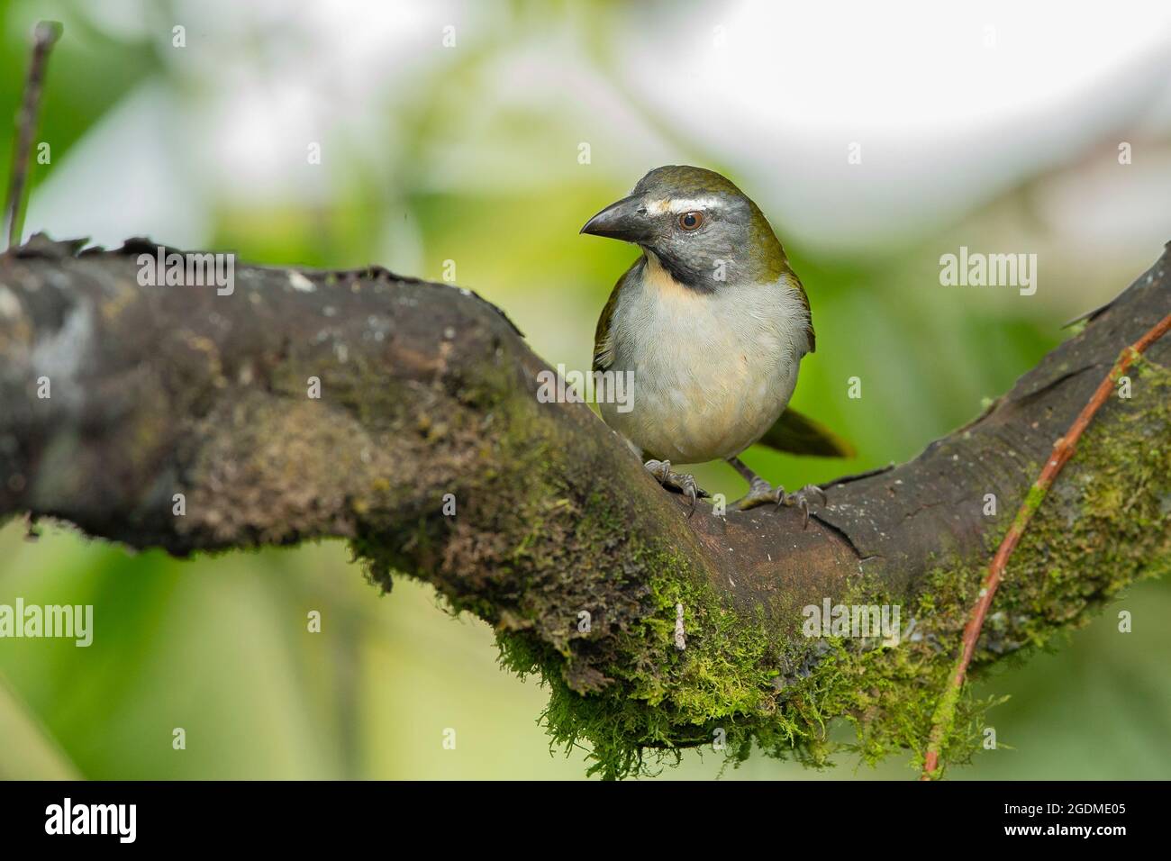 Buff throated saltator hi-res stock photography and images - Alamy