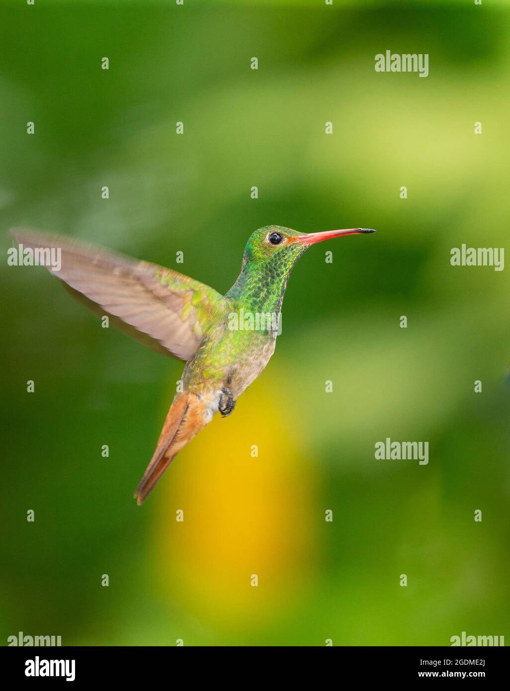 Rufous tailed hummingbird hi-res stock photography and images - Alamy