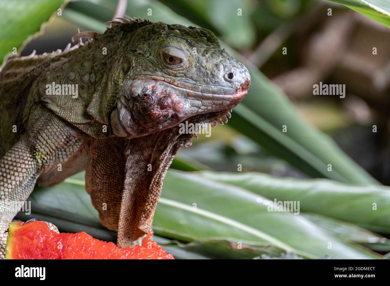 Iguana eating hi-res stock photography and images - Alamy