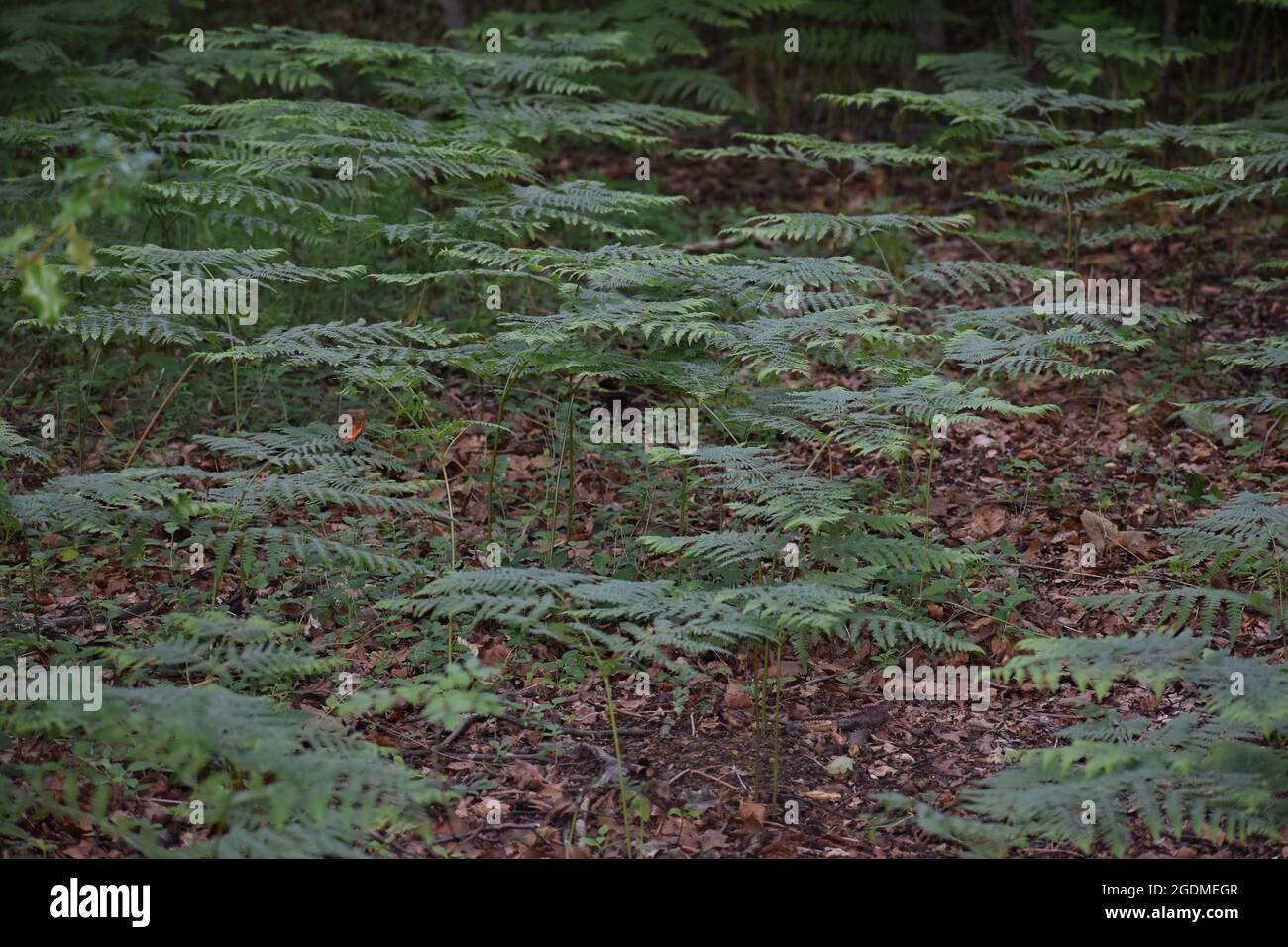 Wild ferns hi-res stock photography and images - Alamy