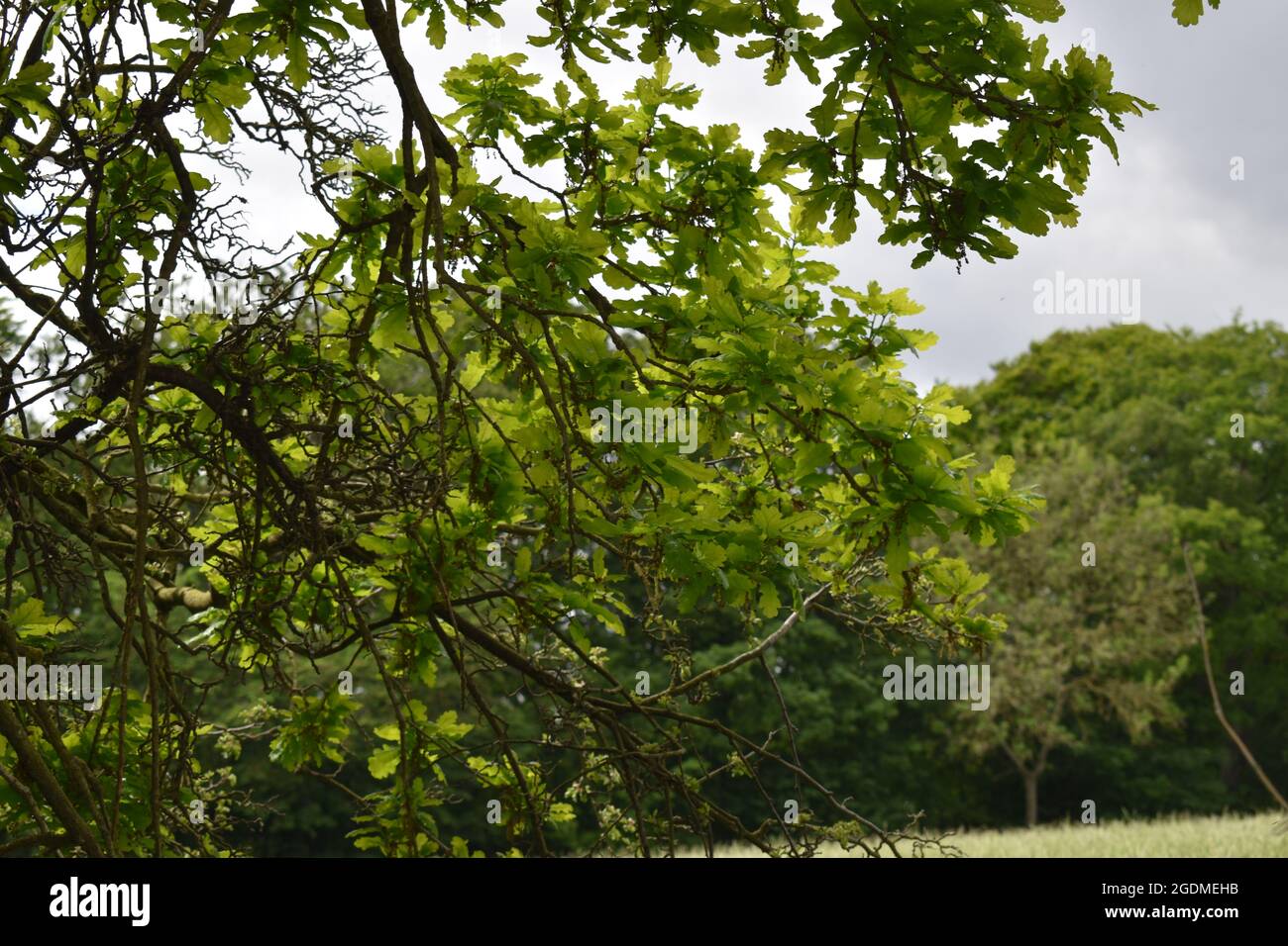 View of green trees Stock Photo - Alamy